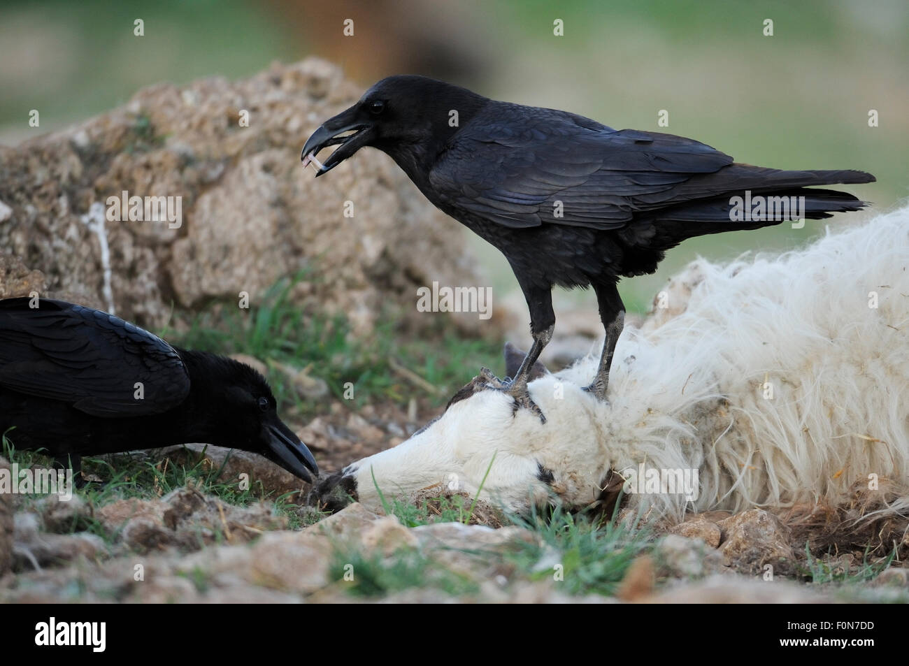 Common Ravens {Corvus corax} feeding on sheep carcass, Montejo de la ...