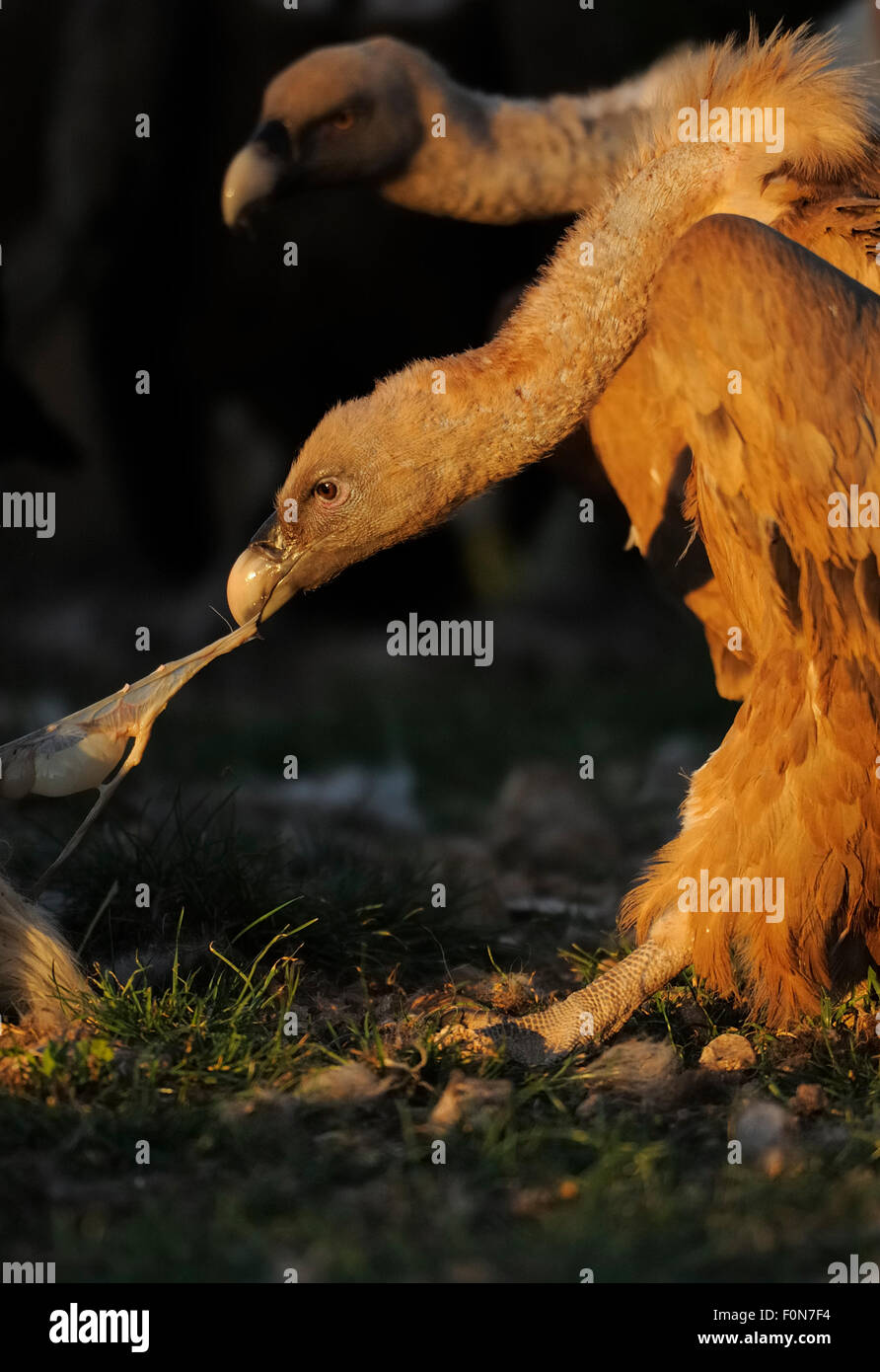 Flesh eating birds hi-res stock photography and images - Alamy