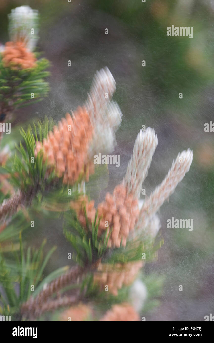 Pollen cones hi-res stock photography and images - Alamy