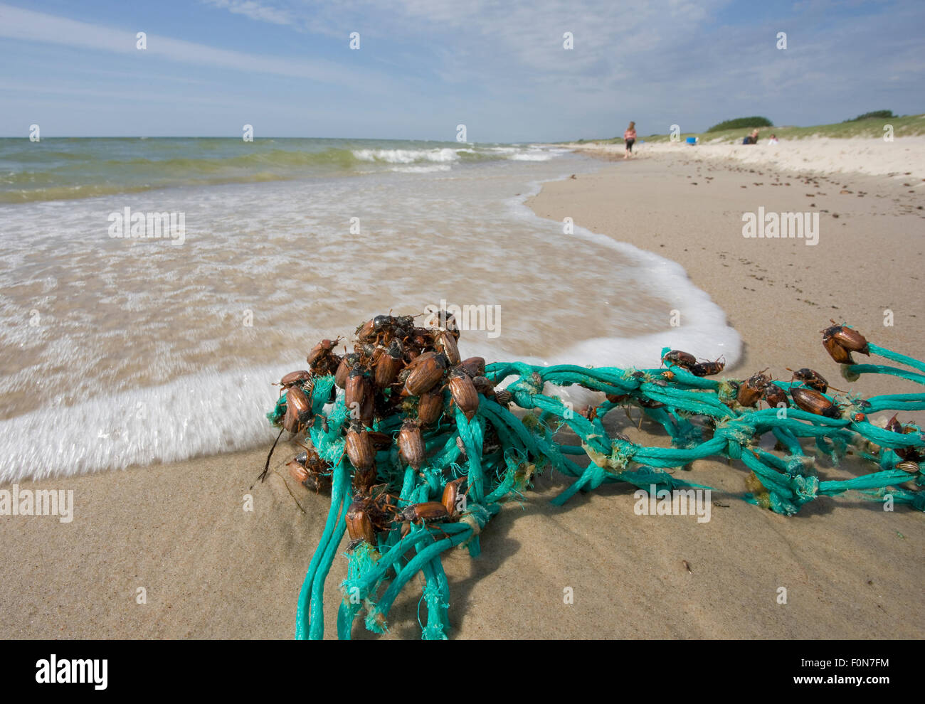 Stranded beetle hi-res stock photography and images - Alamy
