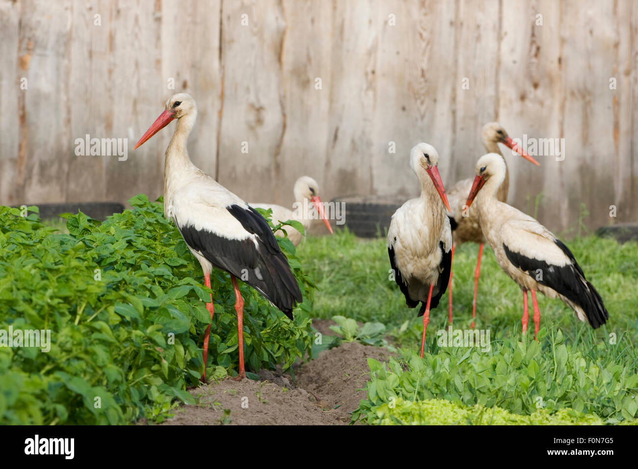 Stork mark hi-res stock photography and images - Alamy
