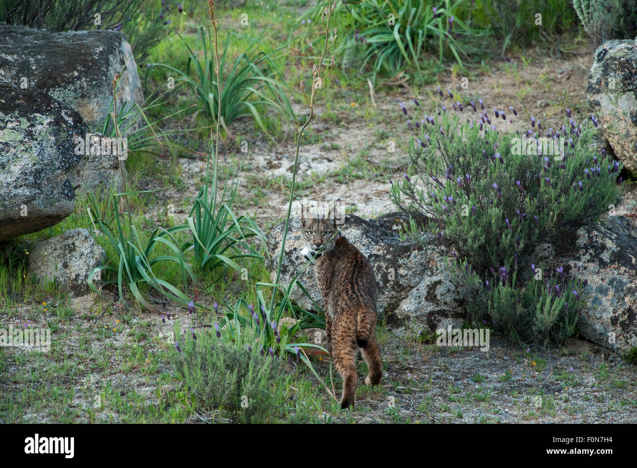 Wild Iberian lynx (Lynx pardinus) male, one year, with GPS tracking ...