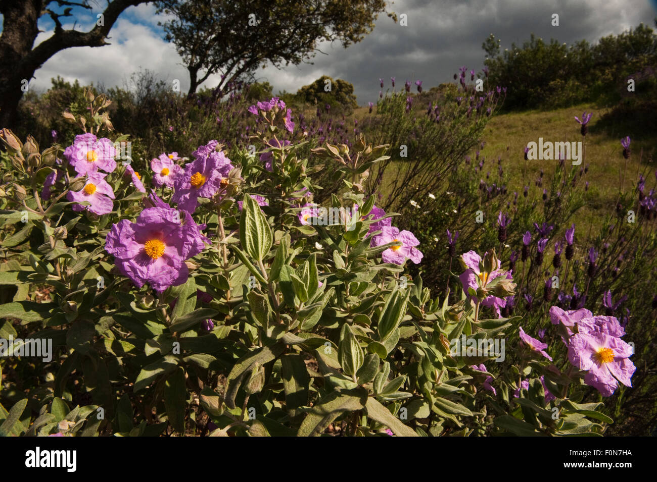 Cistus sp hi-res stock photography and images - Alamy