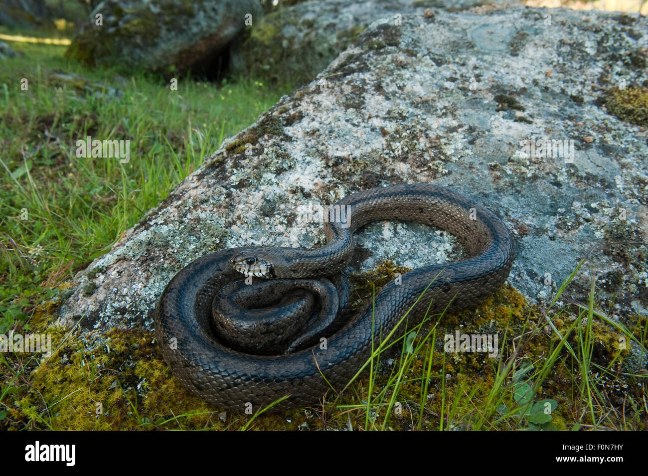 Ladder snake (Elaphe scalaris) on rock, Sierra de Andújar Natural Park ...