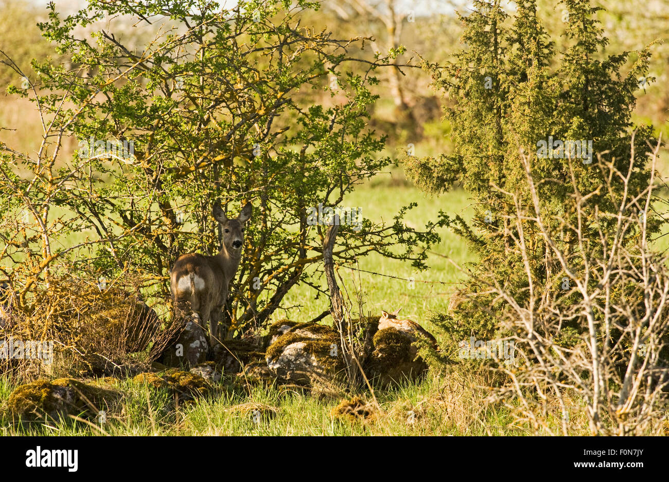 Deer under tree hi-res stock photography and images - Alamy