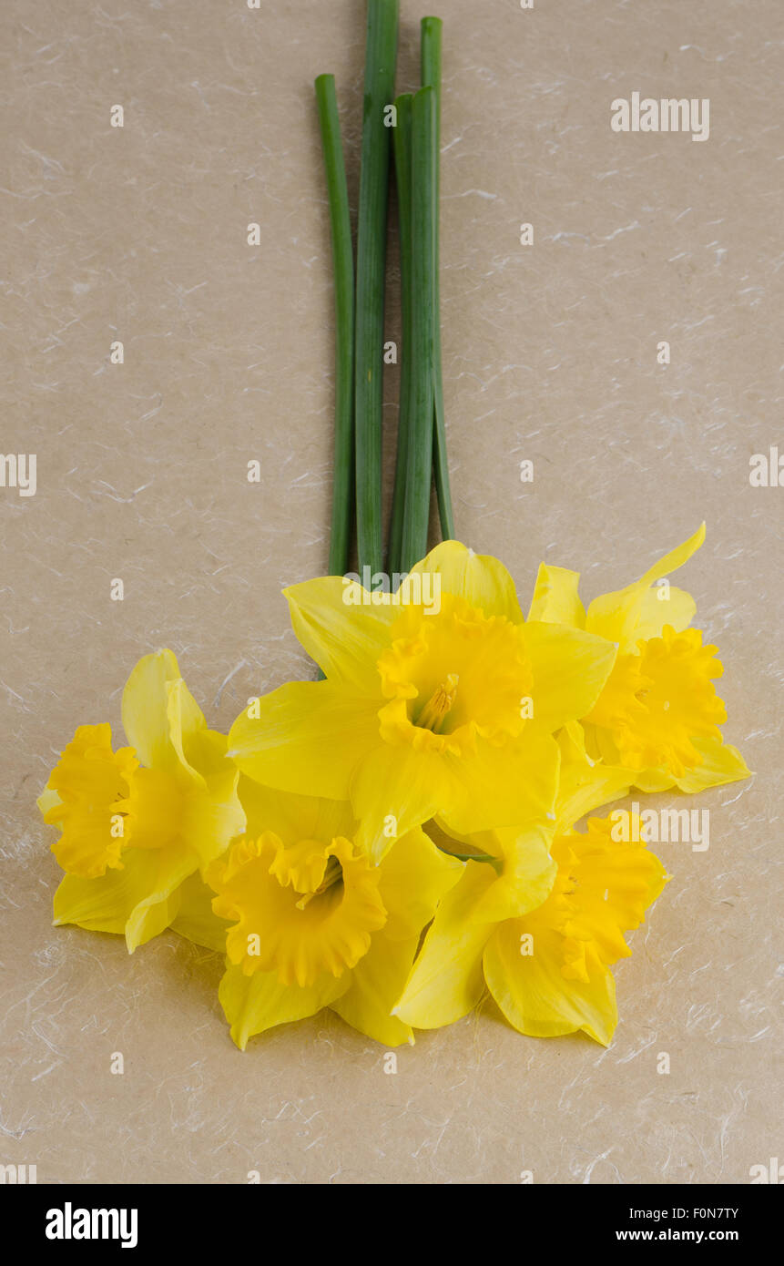 Yellow jonquil flowers on paper background Stock Photo - Alamy