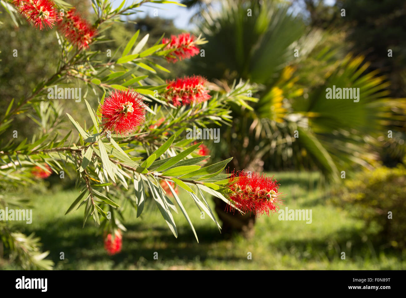 red tropical flower Stock Photo - Alamy