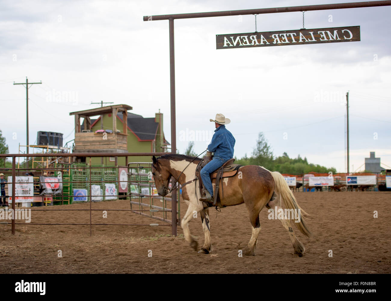 Cowboy riding on the back of horse at rodeo Stock Photo - Alamy