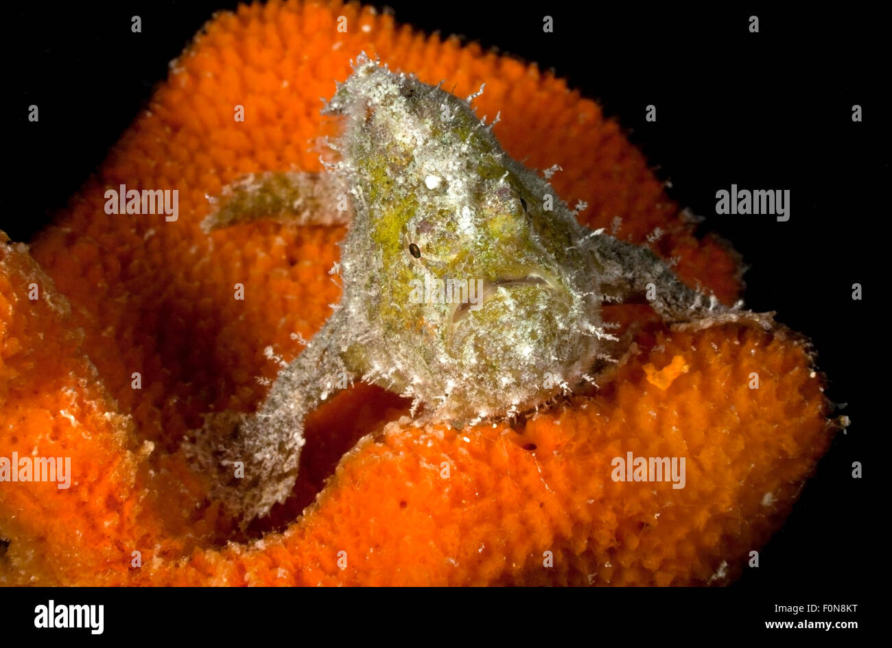 Scarlet frogfish hi-res stock photography and images - Alamy
