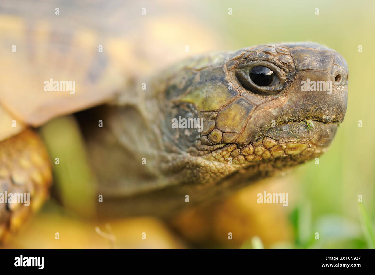 Greek tortoise (Testudo graeca ibera) head portrait, Lake Kerkini ...