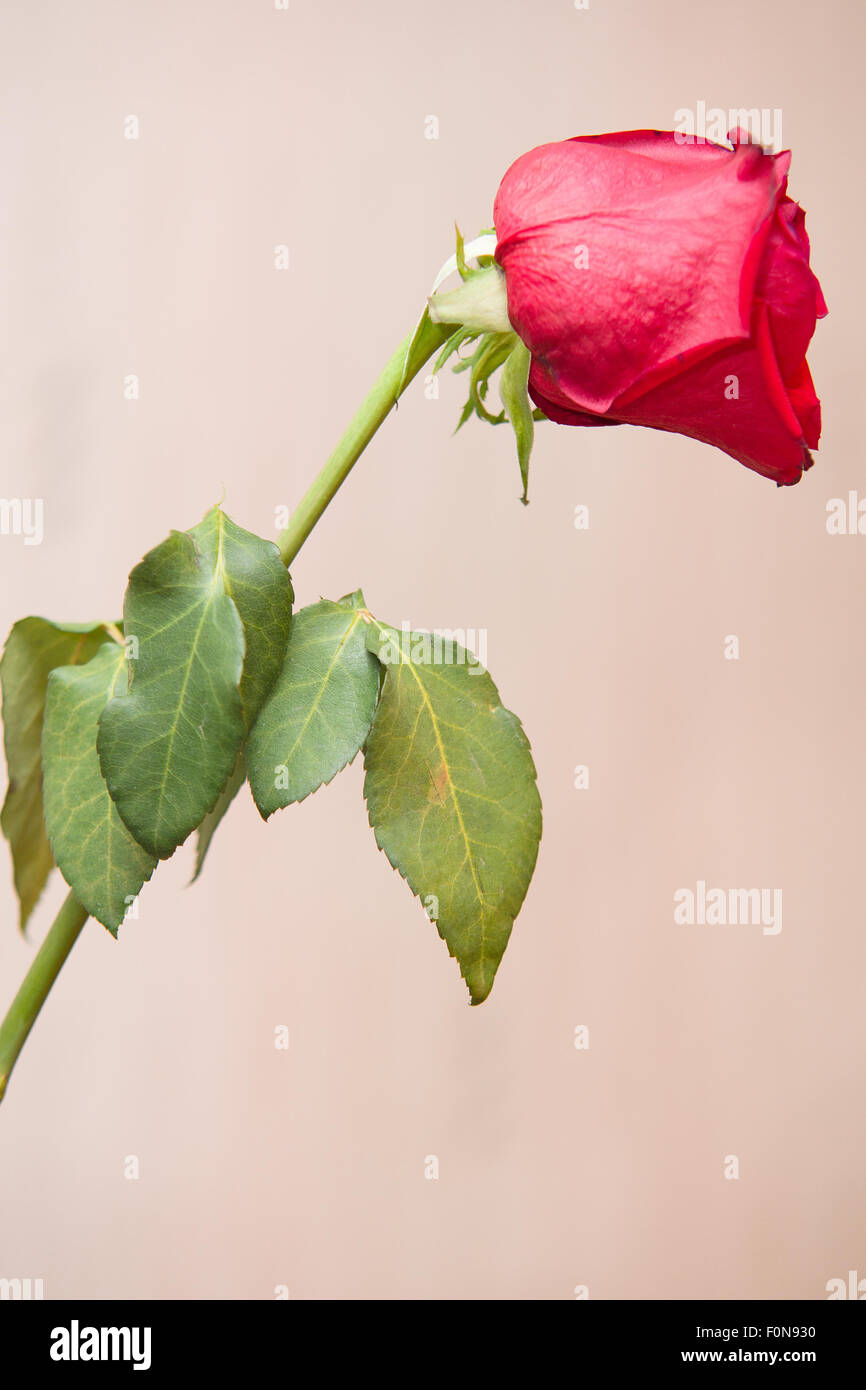 claret rose at a withering stage as a grief symbol Stock Photo - Alamy