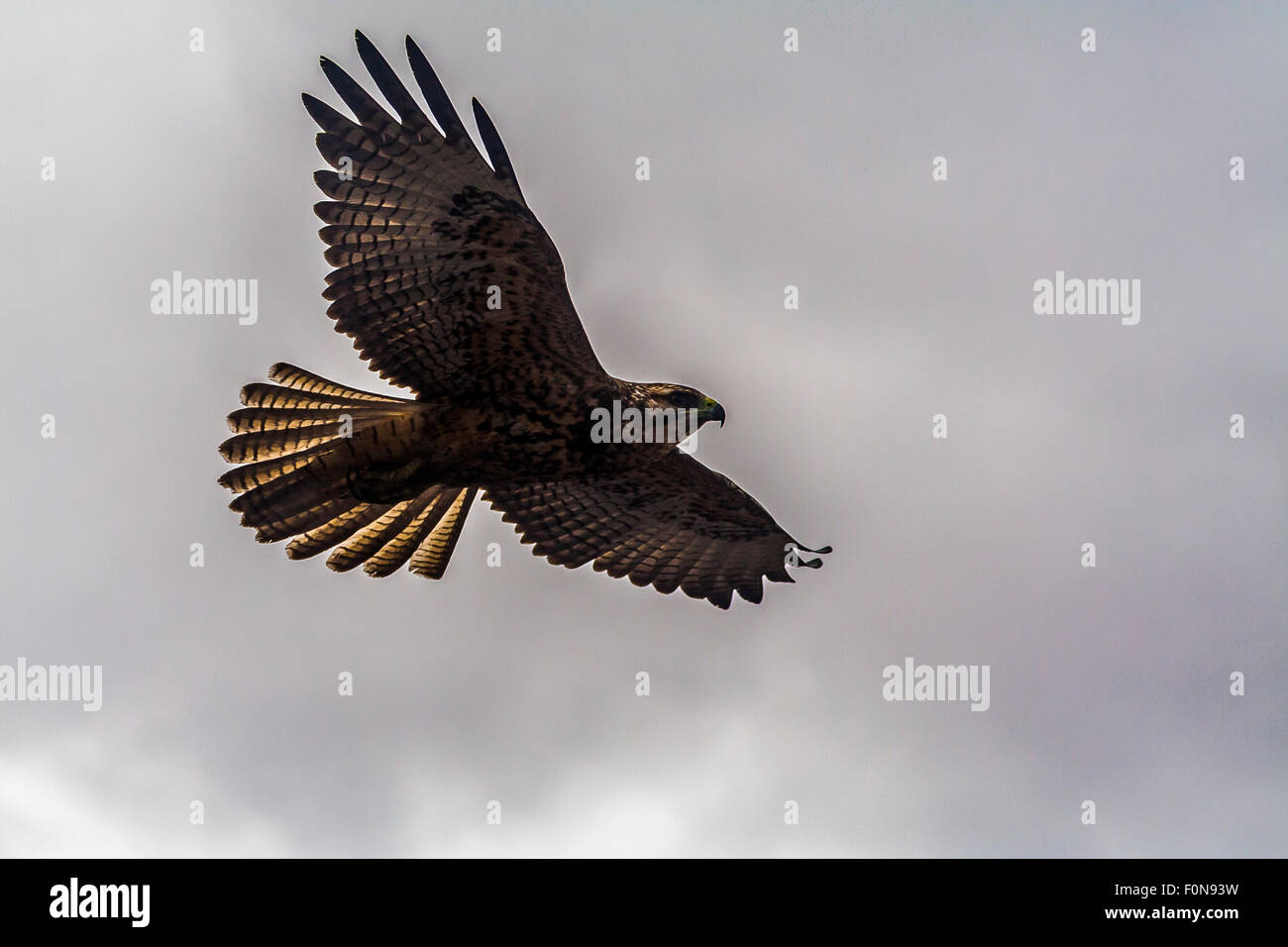 Looking Up at a Hawk Soaring Stock Photo - Alamy