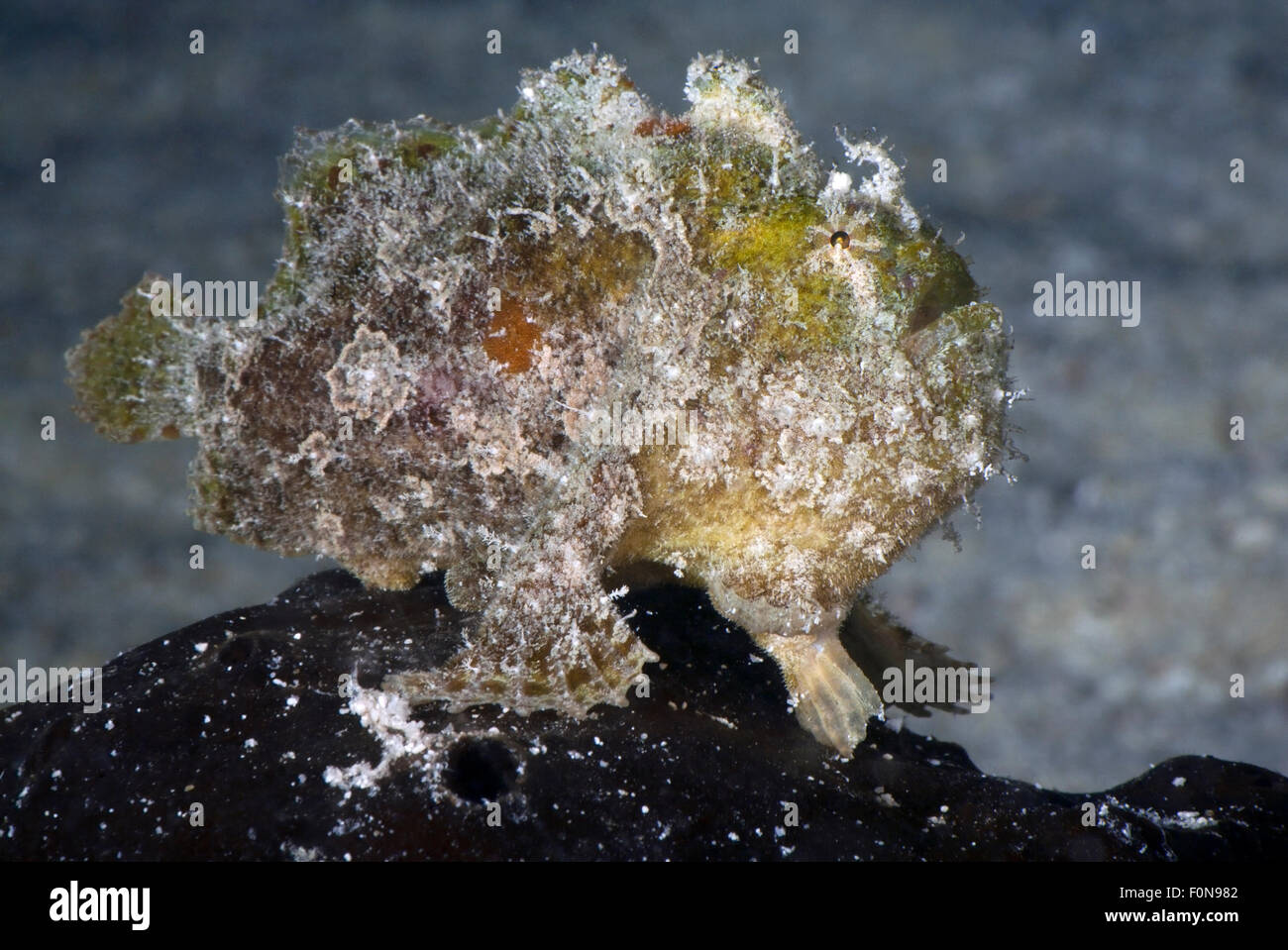 Scarlet frogfish hi-res stock photography and images - Alamy