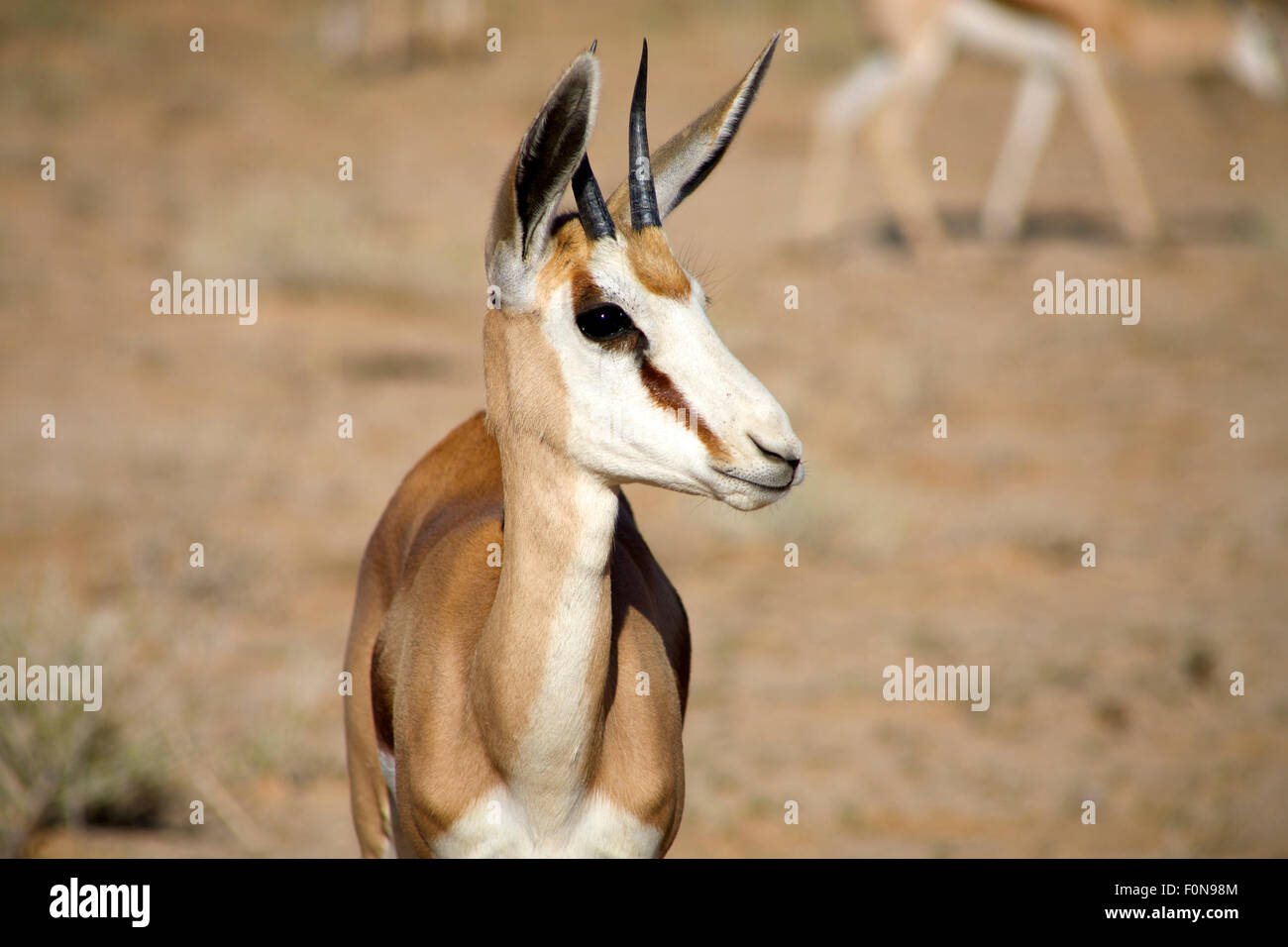 Springbok in water hi-res stock photography and images - Alamy