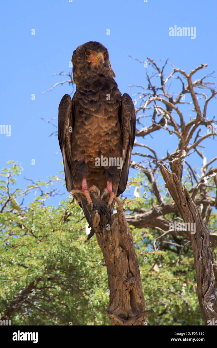 Martial Eagle seen in the Kalahari desert Stock Photo - Alamy