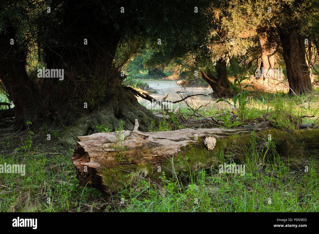 Plain tree hi-res stock photography and images - Alamy