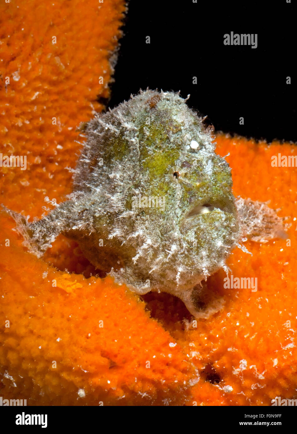 SCARLET FROGFISH WAITING QUIET ON RED CARPET Stock Photo - Alamy