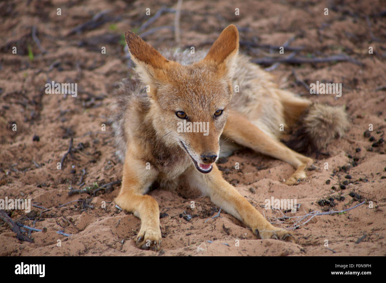 A Jackal resting in the kalahari desert Stock Photo - Alamy