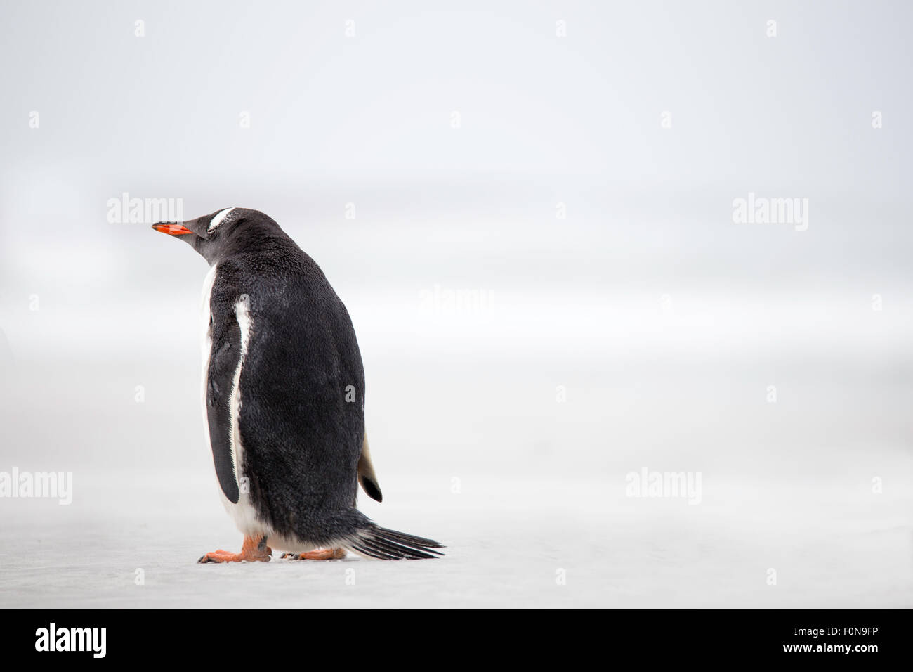 Back falklands hi-res stock photography and images - Alamy