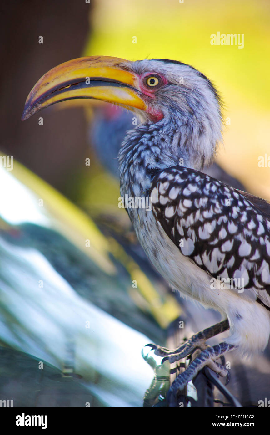 Tucan hi-res stock photography and images - Alamy