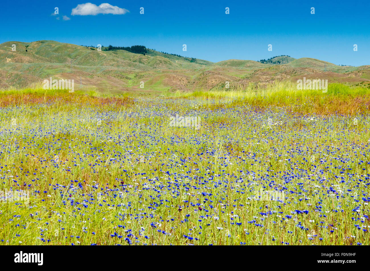 The Boise foothills in the spring Stock Photo - Alamy