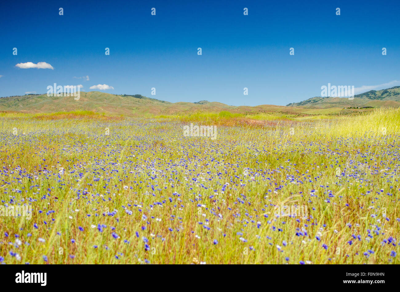The Boise foothills in the spring Stock Photo - Alamy