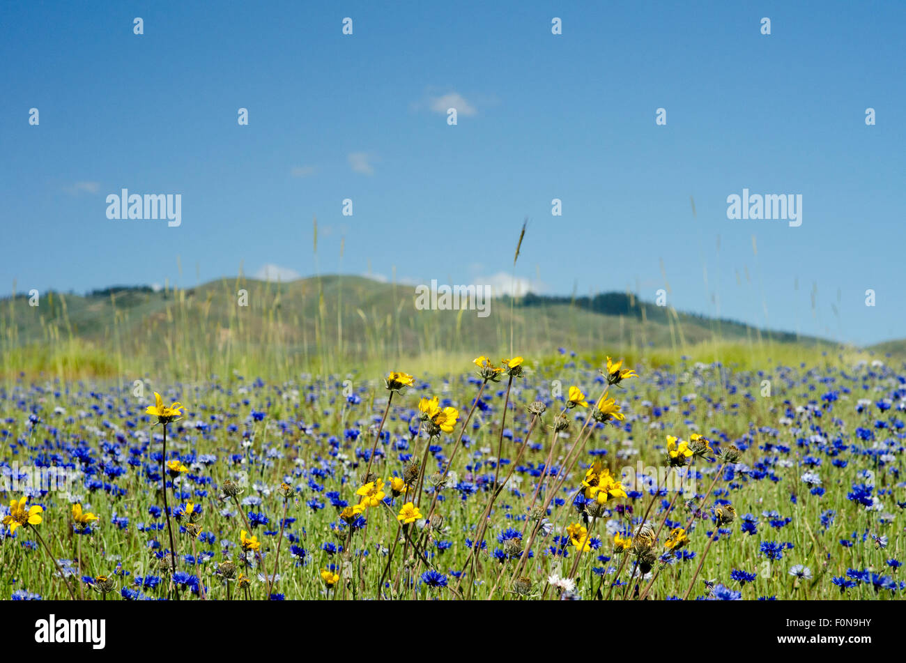 The Boise foothills in the spring Stock Photo - Alamy