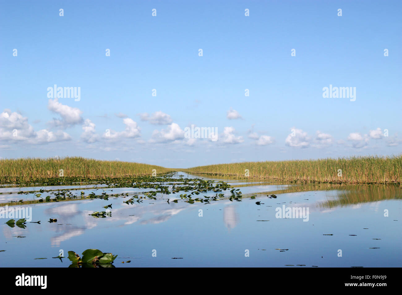 Scene of beautiful Everglades in Florida Stock Photo - Alamy