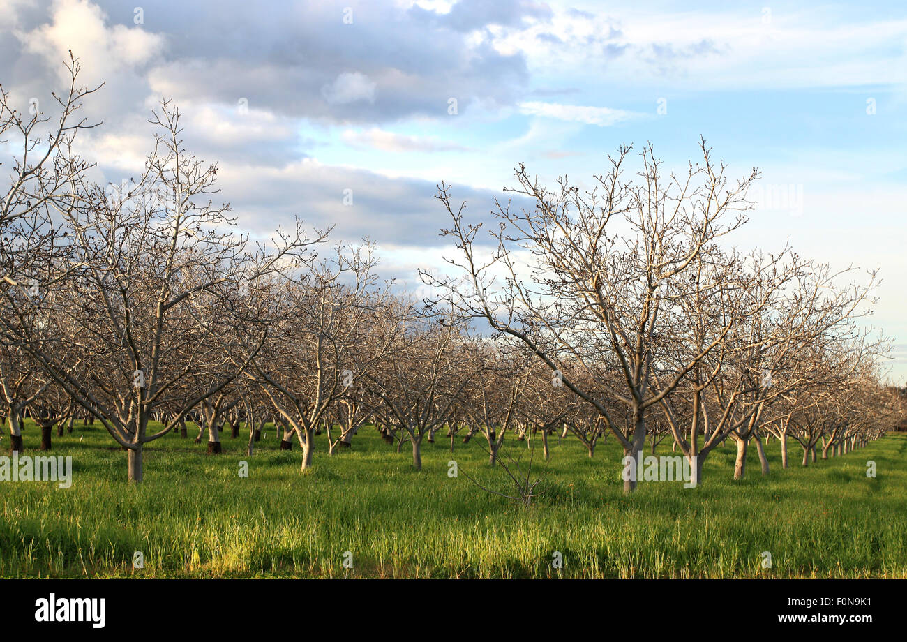 Row of trees on beautiful green field Stock Photo - Alamy
