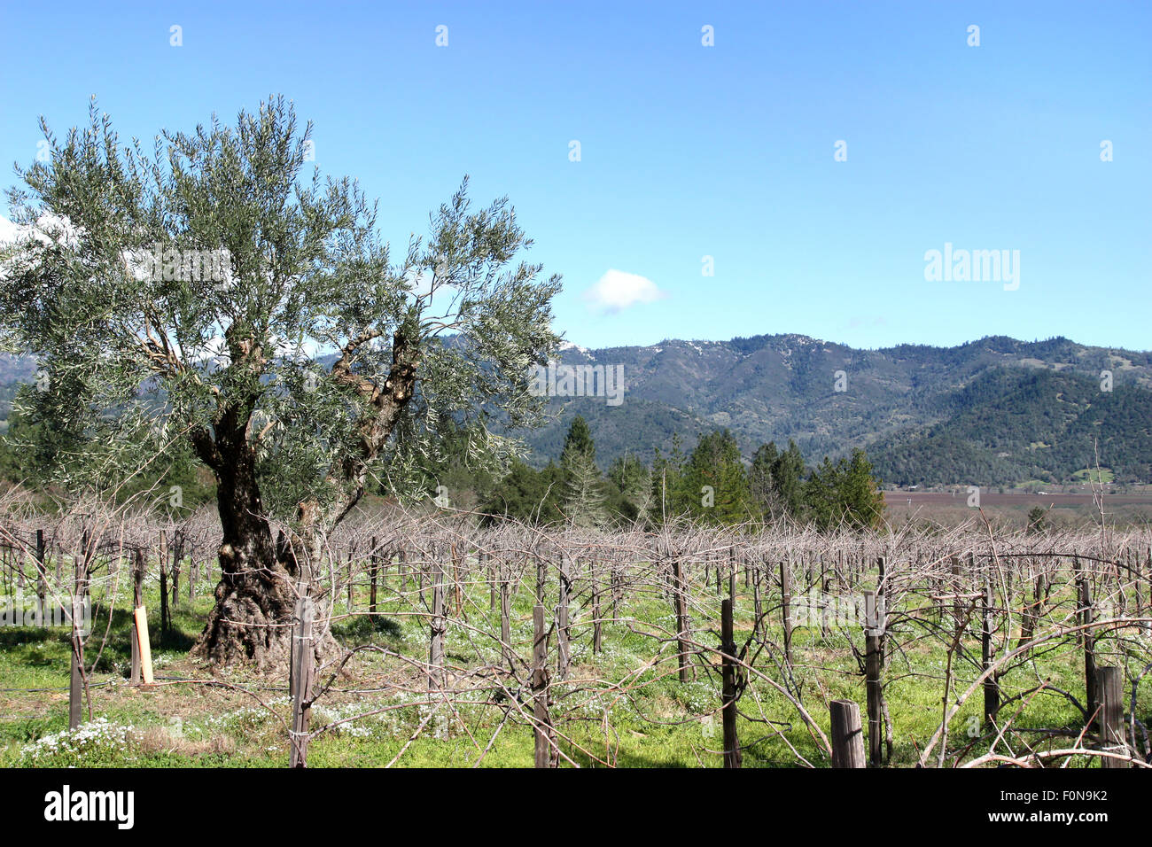 Vineyard during growth hi-res stock photography and images - Alamy