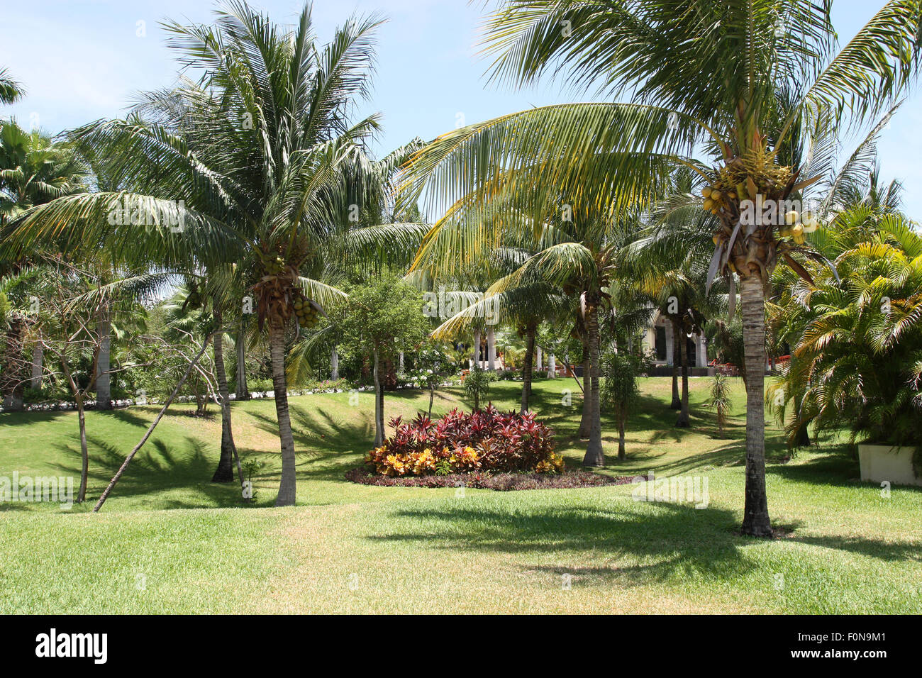 Tropical palm garden in beautiful paradise Stock Photo - Alamy