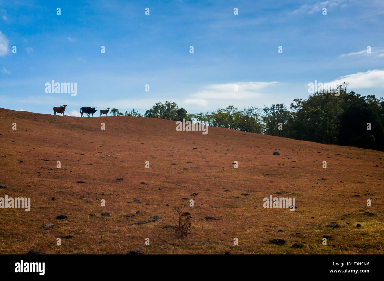 Dry landscape with cows on hilltop, seen on Mount Mutis, South Central ...