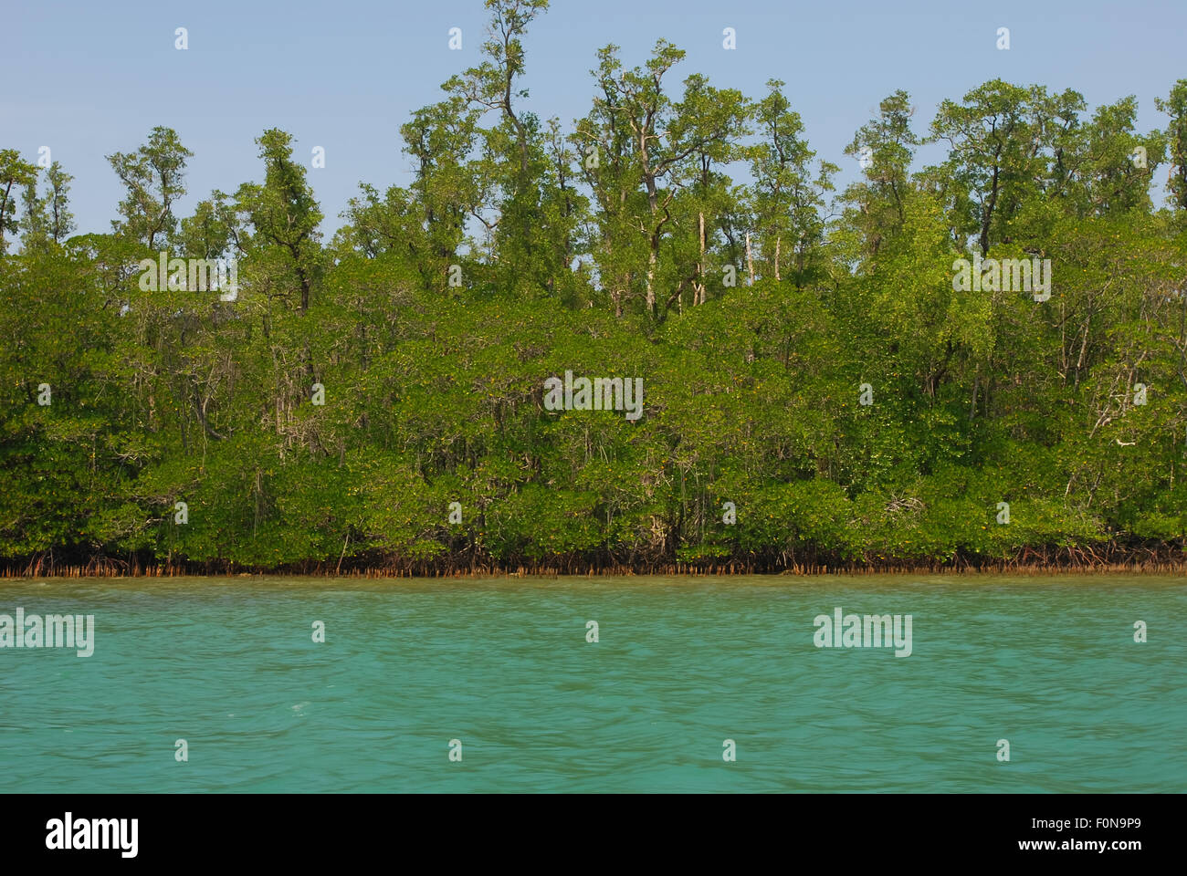 Mangrove trees on the coastal area of Handeuleum Island, a part of ...