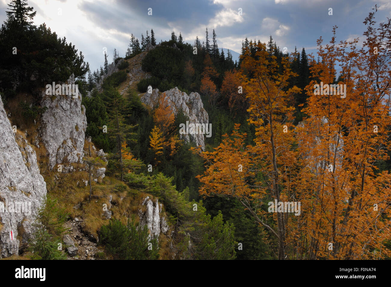 Rocky limestone area "La Zaplaz", NP Piatra Craiului, Transylvania ...
