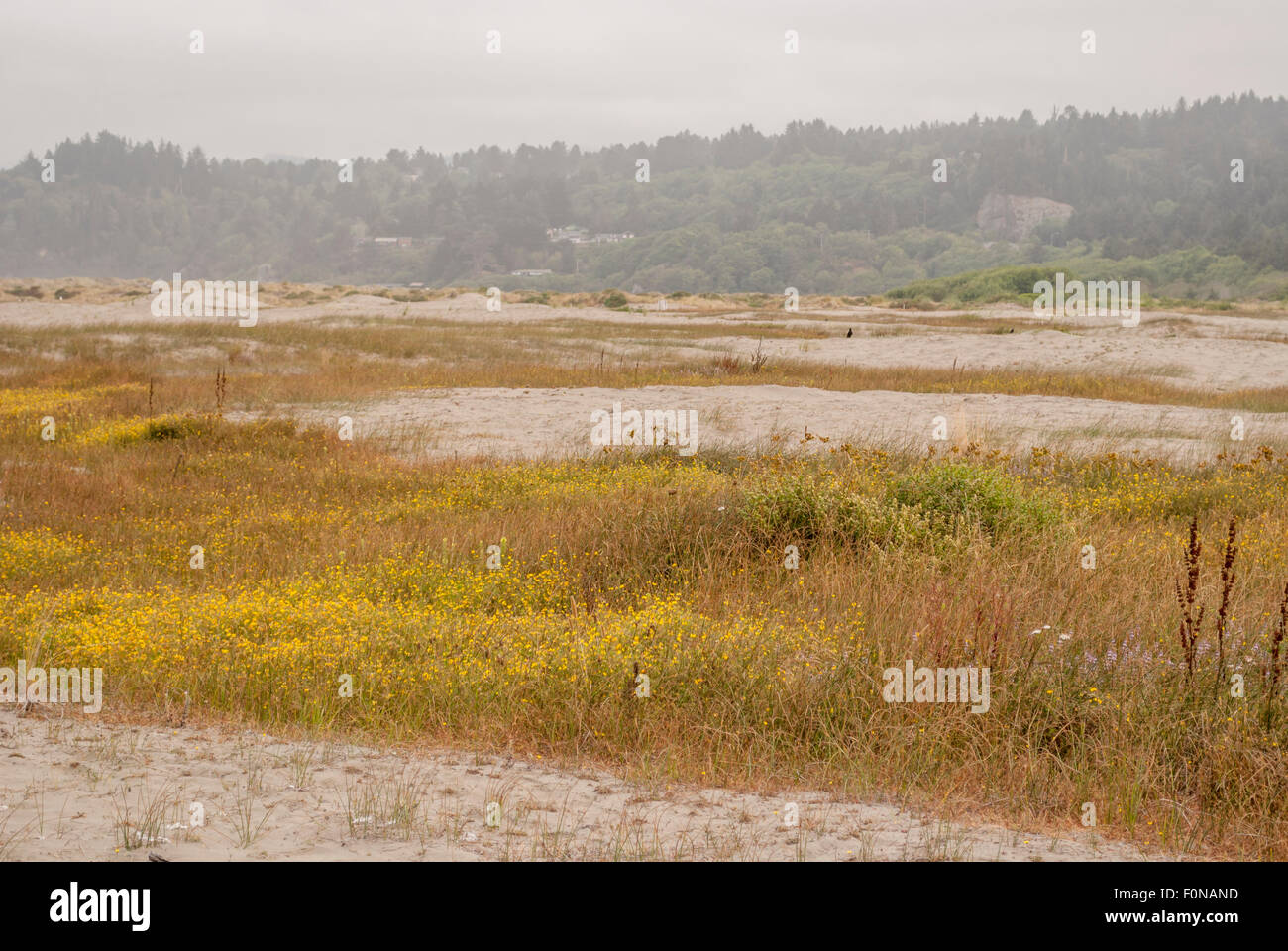 Overcast view of Little River State Beach Stock Photo - Alamy