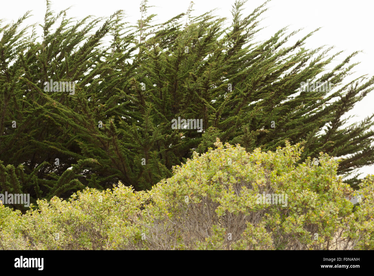 Sitka spruce picea sitchensis bark hi-res stock photography and images ...