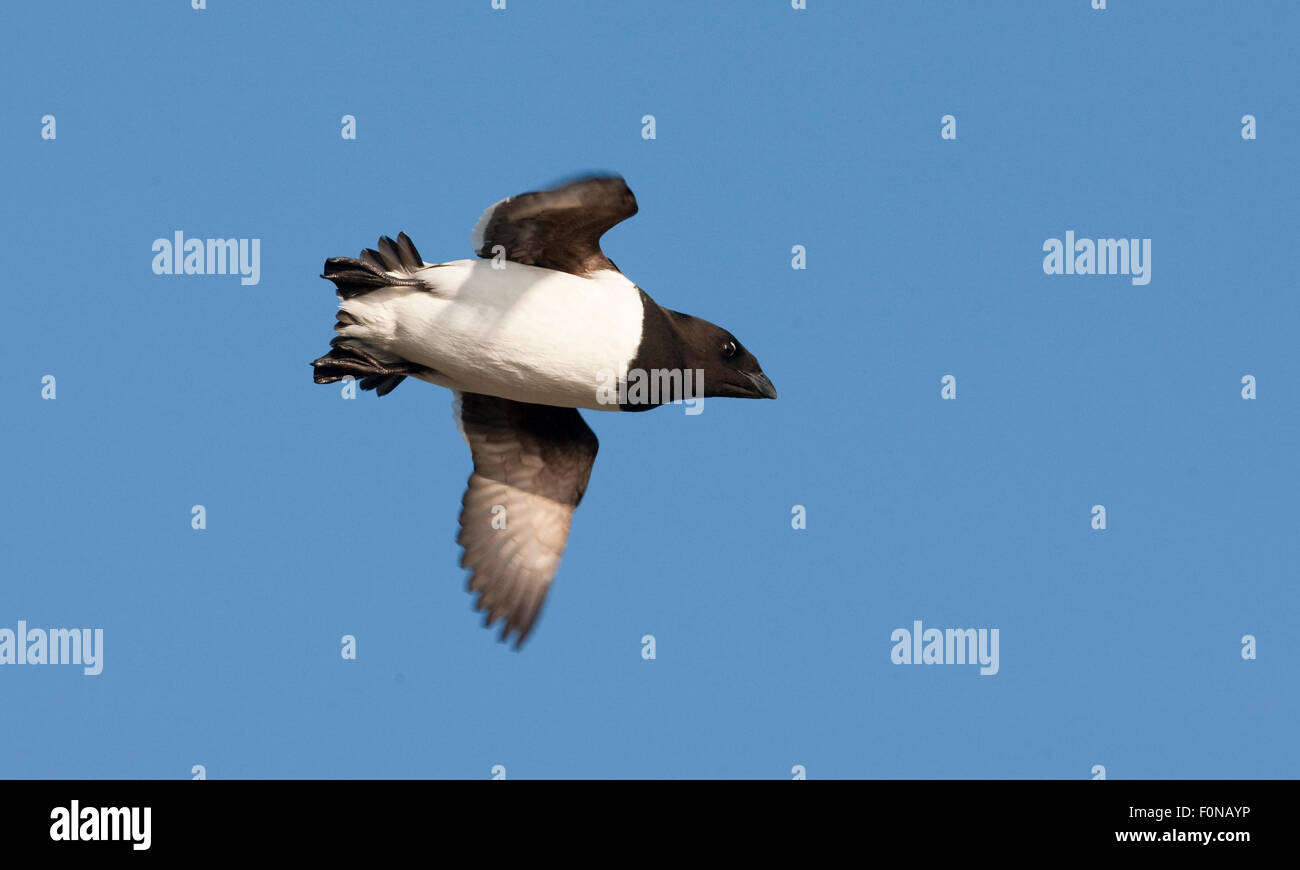 Little auk (Alle alle) in flight, Spitsbergen, Svalbard, Norway, June ...