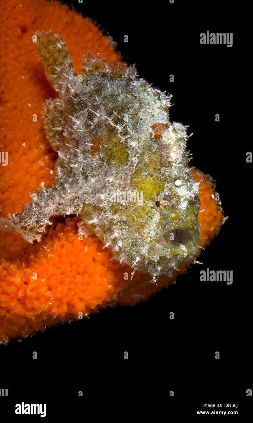 SCARLET FROGFISH WAITING QUIET ON RED SPONGE Stock Photo - Alamy
