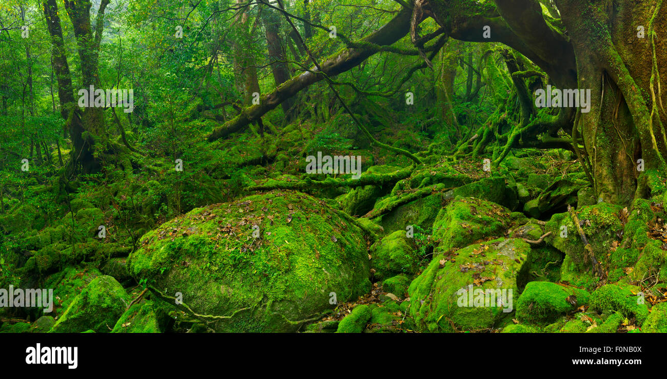 Lush rainforest along the Shiratani Unsuikyo trail (白谷雲水峡) on the ...