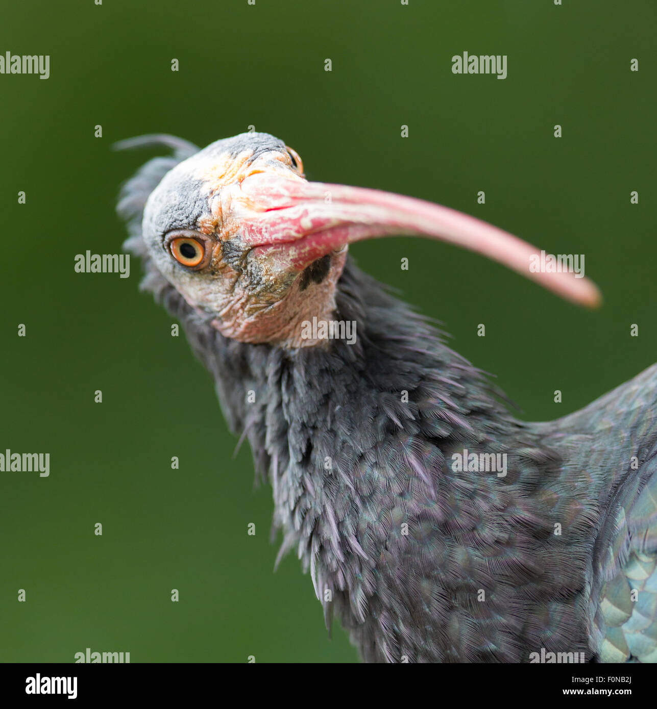 Northern Bald Ibis (Geronticus eremita), portrait, close-up Stock Photo ...
