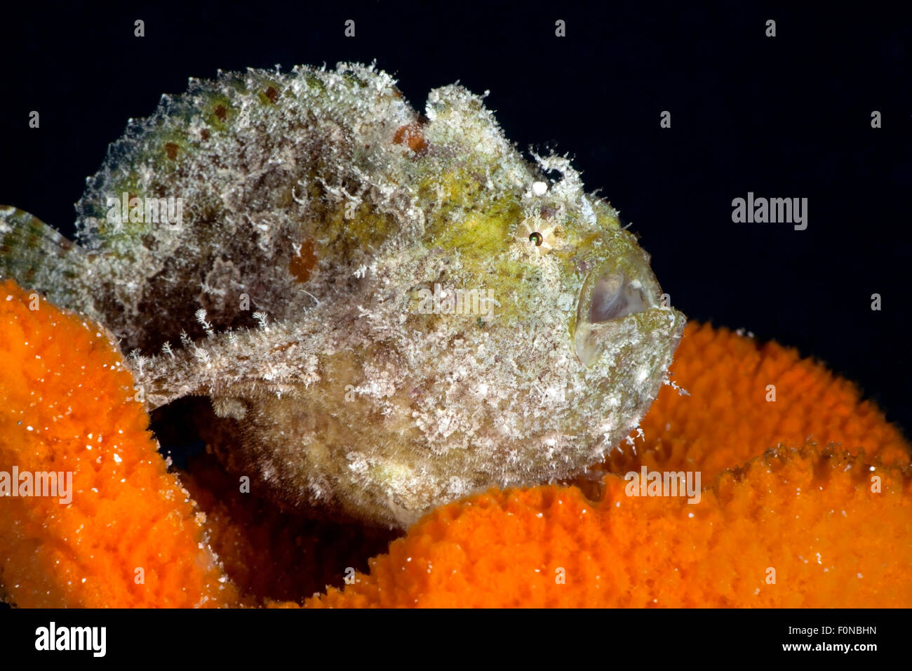 SCARLET FROGFISH WAITING QUIET ON RED SPONGE Stock Photo - Alamy