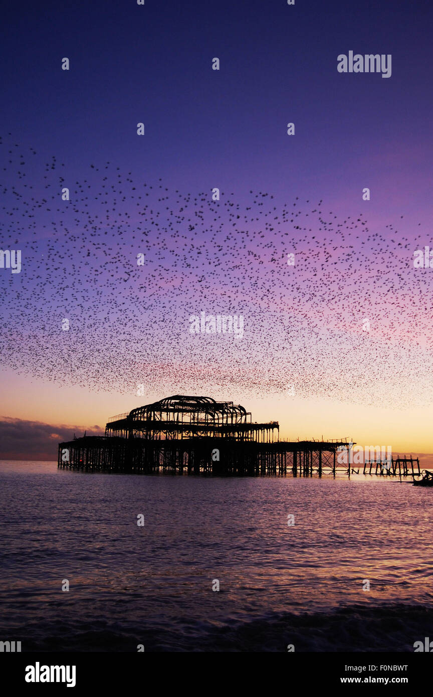 Starlings flying over the west pier, brighton england at sunset Stock ...