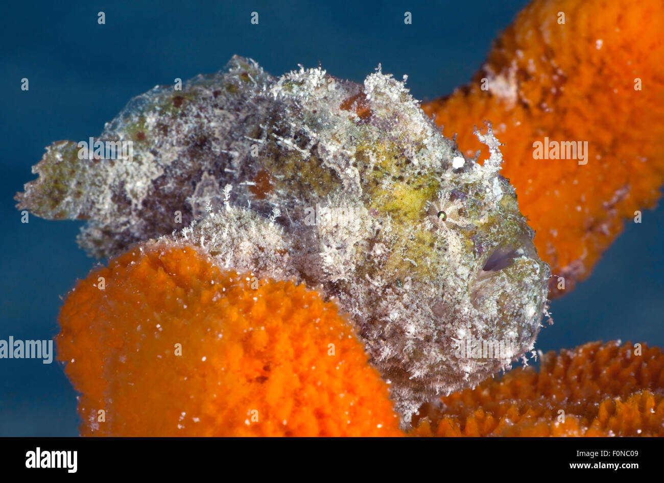 Scarlet frogfish hi-res stock photography and images - Alamy