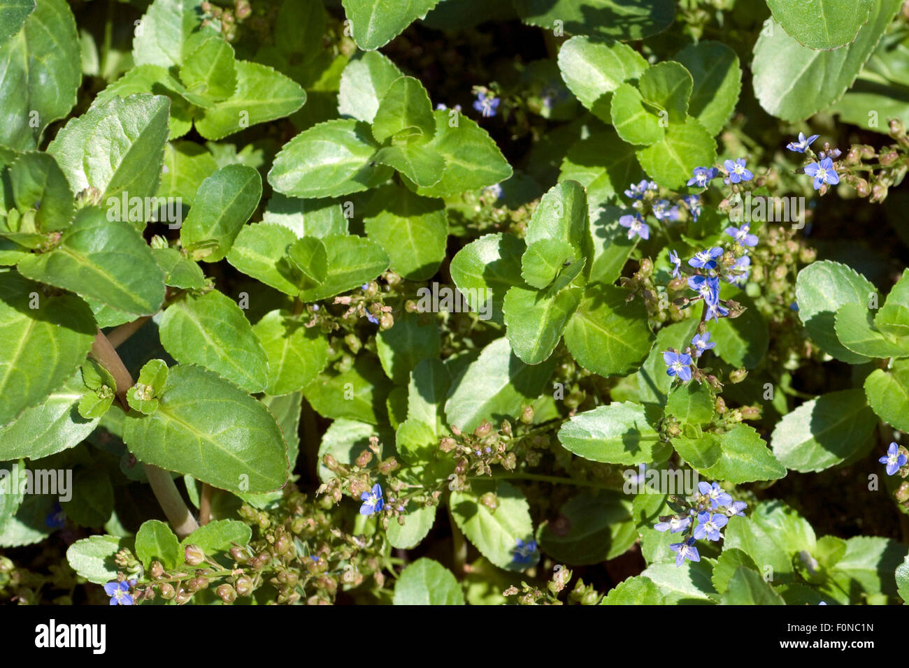 Bachbunge, Bach-Ehrenpreis, Veronica, beccabunga, Wasserpflanze ...