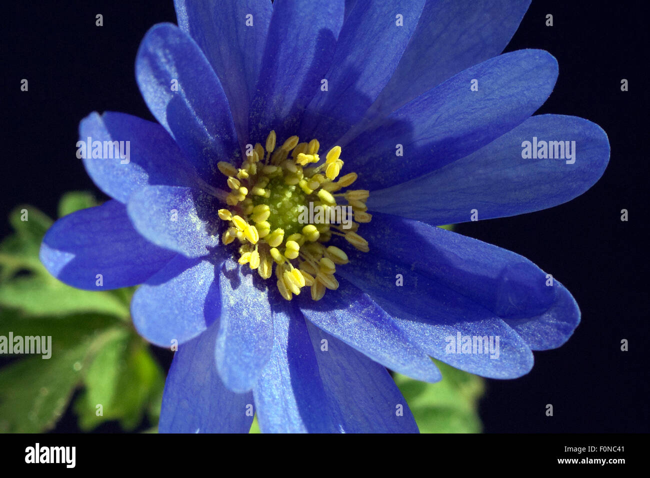 Anemone Blanda Bulbs High Resolution Stock Photography and Images - Alamy