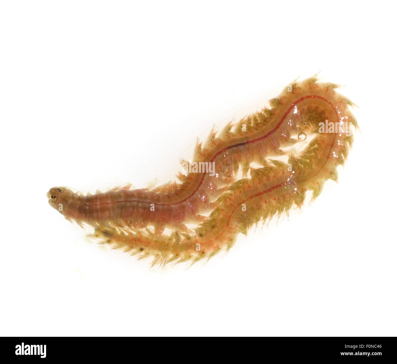Wattwurm, Arenicola marina Stock Photo - Alamy