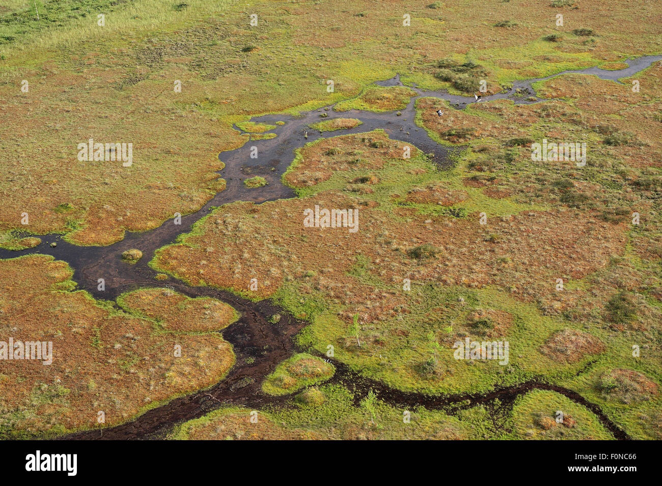 Aerial view of bog, Kemeri National Park, Latvia, June 2009 Stock Photo ...