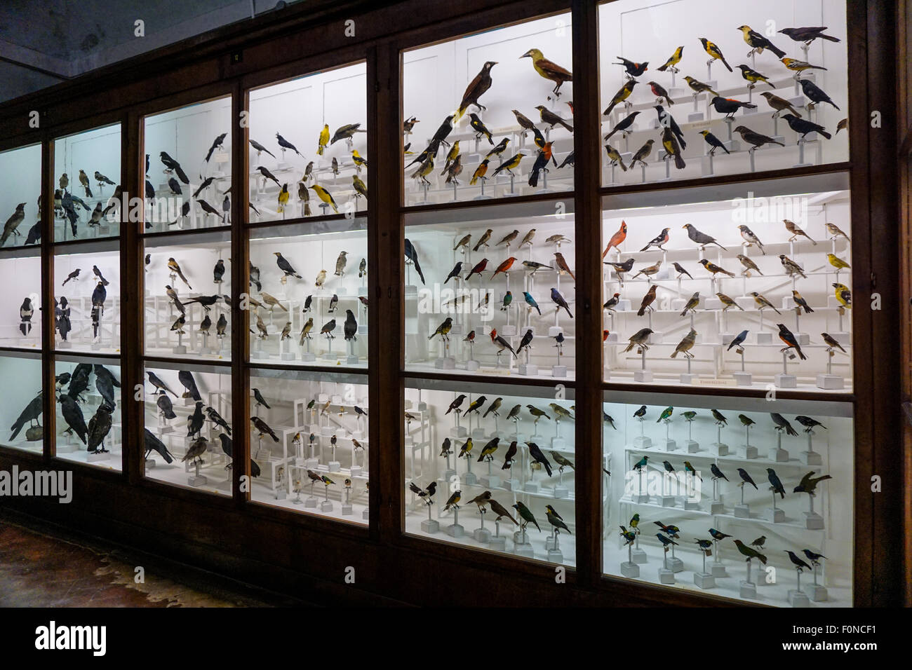 Birds on display, Florence Natural History Museum Stock Photo - Alamy