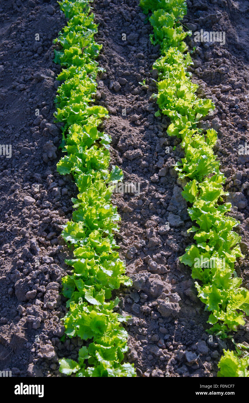 Lettuce row garden hi-res stock photography and images - Alamy