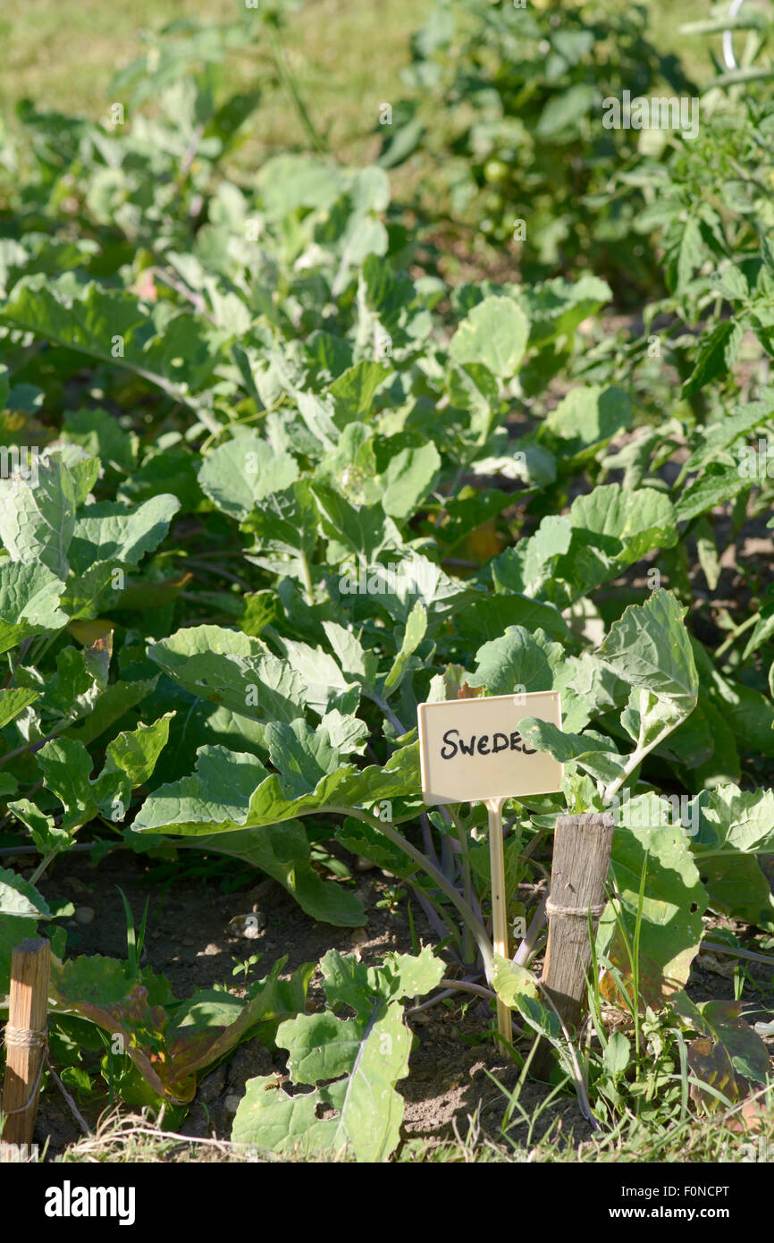 Growing swede hi-res stock photography and images - Alamy